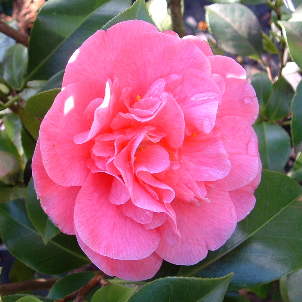 Camellia 'Marie Bracey' - at Loder Plants, RH13 6PP