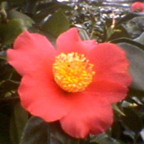 Camellia 'Marie Bracey' - at Loder Plants, RH13 6PP